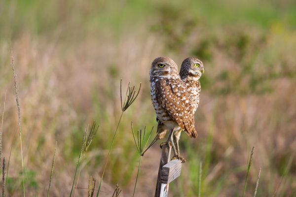 8 Beginner Tips for Better Bird Photography - Digital Photo Mentor