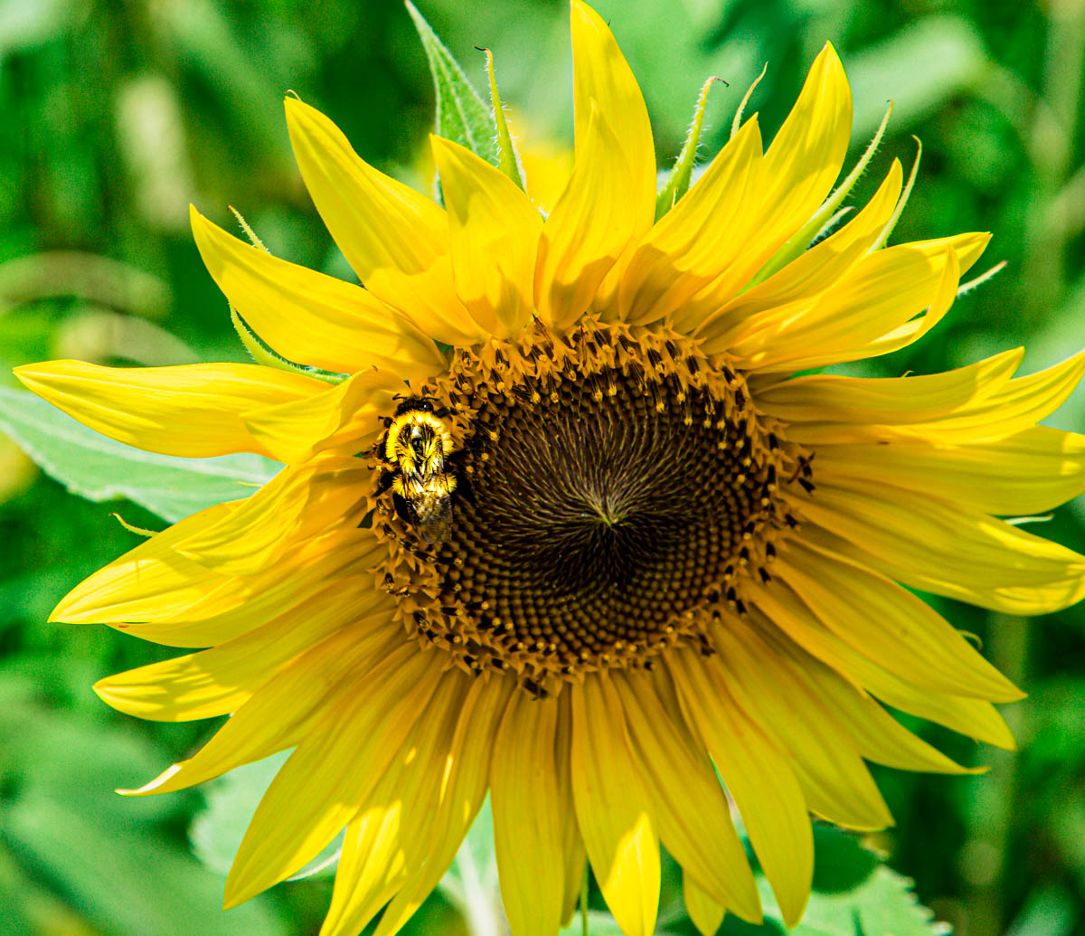 How to Use the Creative Settings Modes on Your Camera - Digital Photo ...