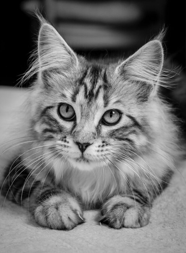 Tips for Pet Photography at Home - Digital Photo Mentor