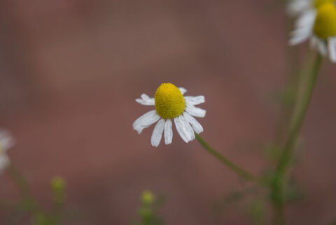 3 Easy Ways to Improve Your Close-Up Photography - Digital Photo Mentor
