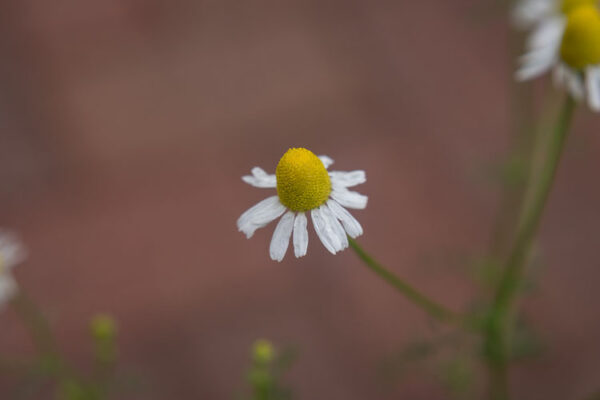 3 Easy Ways to Improve Your Close-Up Photography - Digital Photo Mentor