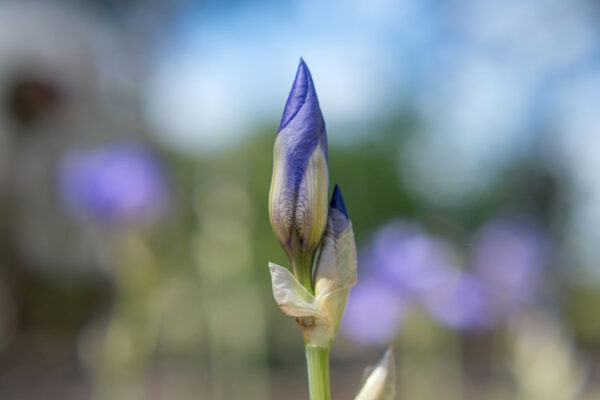 3 Easy Ways to Improve Your Close-Up Photography - Digital Photo Mentor