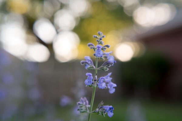 3 Easy Ways to Improve Your Close-Up Photography - Digital Photo Mentor