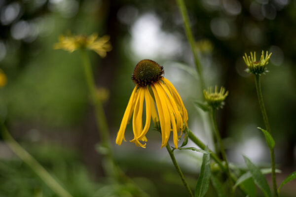 3 Easy Ways to Improve Your Close-Up Photography - Digital Photo Mentor