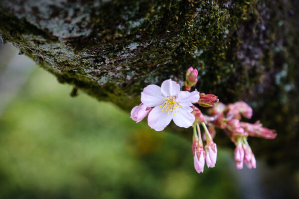 Video Tutorial: How to Apply a Bokeh Overlay to Make Your Images Pop ...