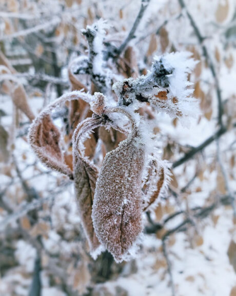 6 Important Winter Photography Tips for Stunning Photos - Digital Photo ...